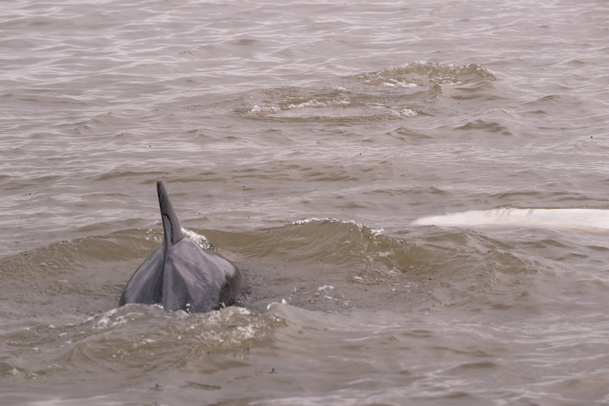 Paseo de ida y vuelta para ver los delfines en Posorja - Rutas Del Guayas